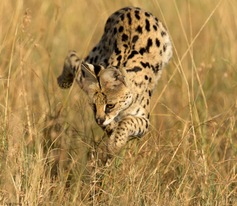 Serval - Africa Geographic