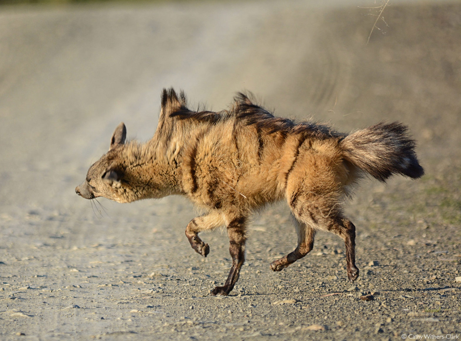 Aardwolf - Africa Geographic