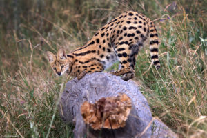 Serval - Africa Geographic