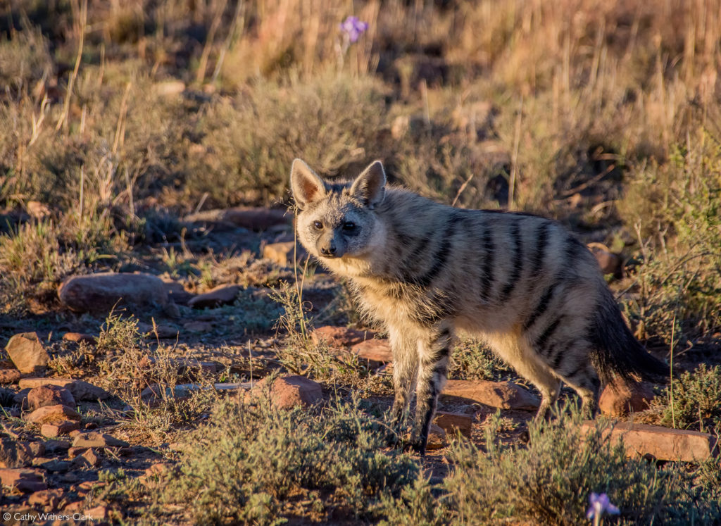 Aardwolf - Africa Geographic