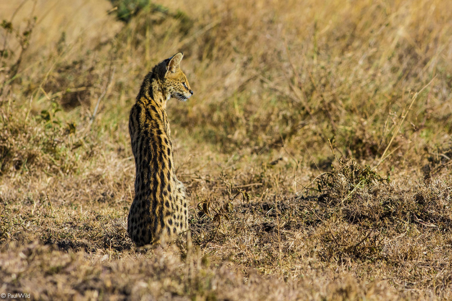 Serval - Africa Geographic
