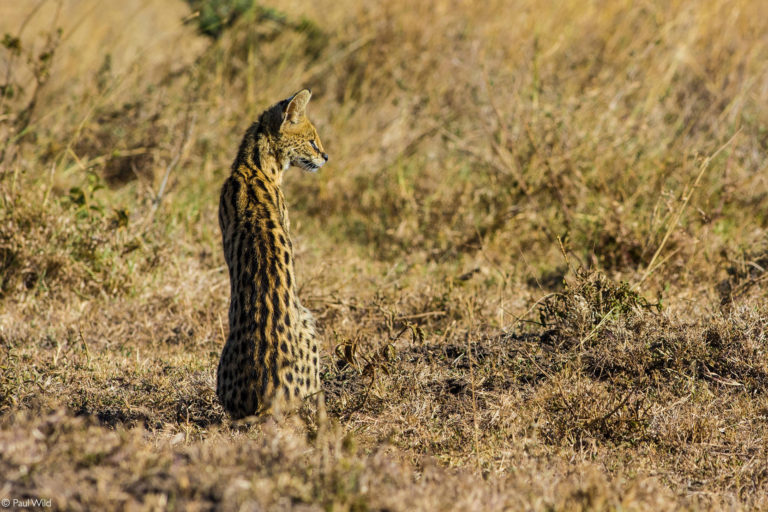 Serval - Africa Geographic