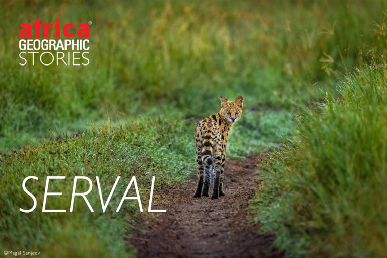 Serval - Africa Geographic