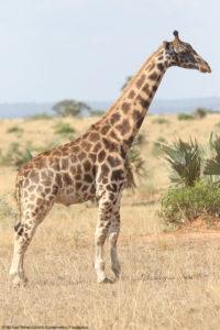 Dwarf giraffe seen in Namibia and Uganda - Africa Geographic