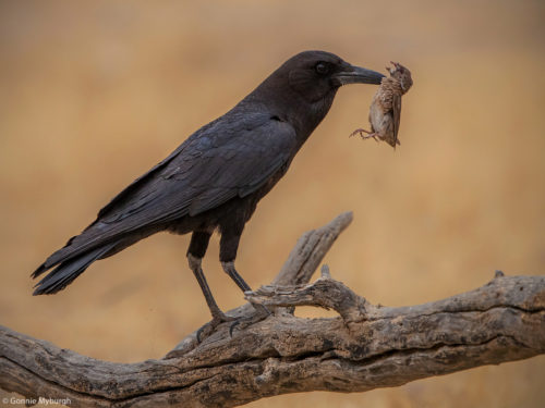 Photographer of the Year 2021 Weekly Selection: Week 3 - Africa Geographic