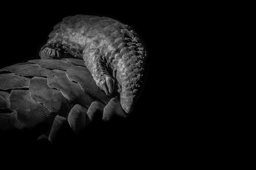 Photographer of the Year - 2021 Entries - Africa Geographic