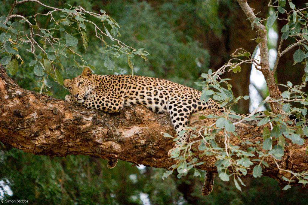 MAKULEKE - Africa Geographic