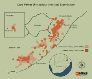 Cape Parrot - Africa Geographic