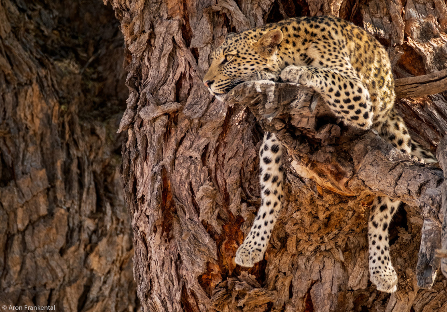Photographer of the Year 2021 Weekly Selection: Week 5 - Africa Geographic