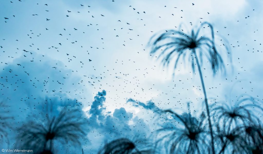 Kasanka Bat Migration - an astonishing natural wonder - Africa Geographic