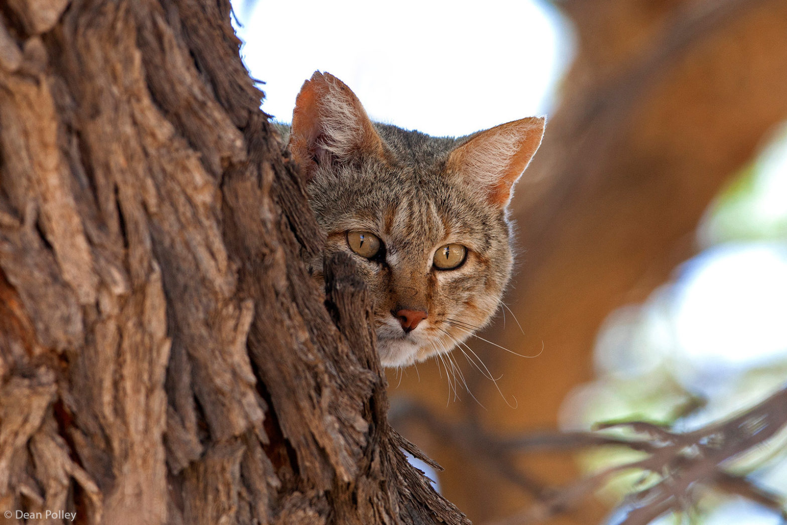Photographer of the Year 2021 Weekly Selection: Week 6 - Africa Geographic