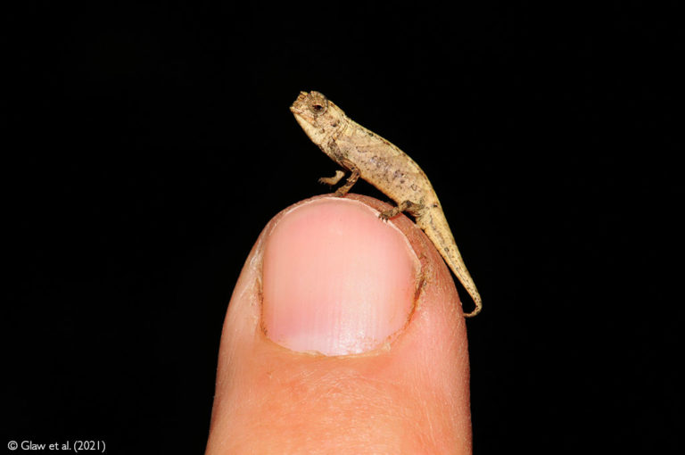 Meet the world's smallest chameleon - Africa Geographic