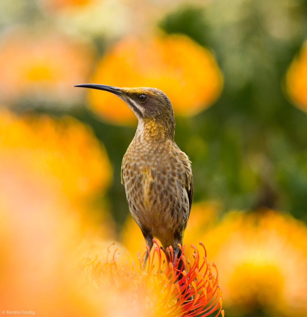 Photographer of the Year 2021 Weekly Selection: Week 4 - Africa Geographic