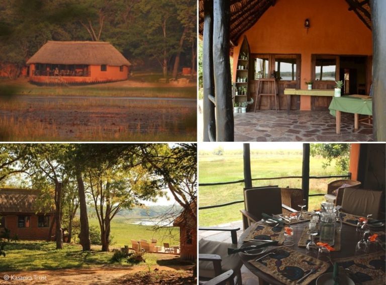 Kasanka Bat Migration - an astonishing natural wonder - Africa Geographic