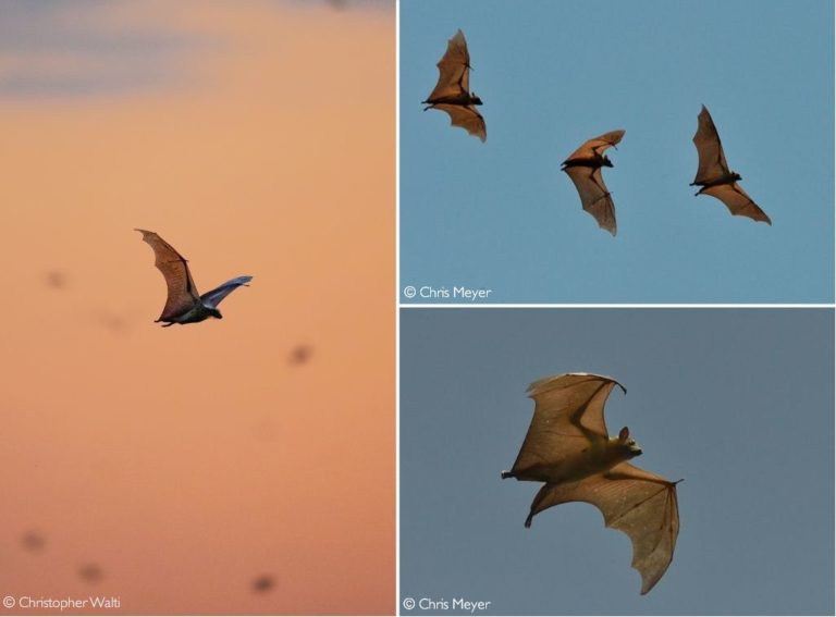 Kasanka Bat Migration - an astonishing natural wonder - Africa Geographic