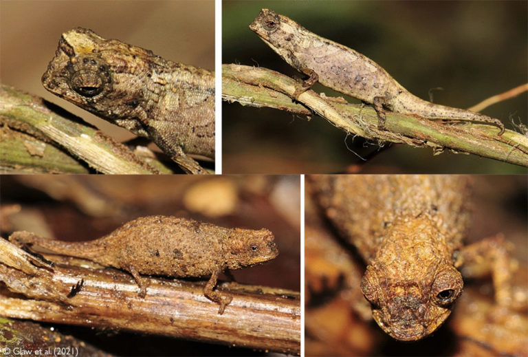 Meet the world's smallest chameleon - Africa Geographic