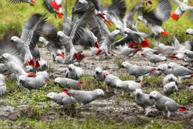 African grey parrots in traditional medicine - Africa Geographic
