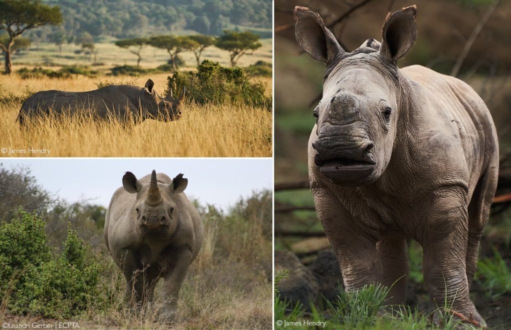 The rhino Cryovault - frozen in time - Africa Geographic