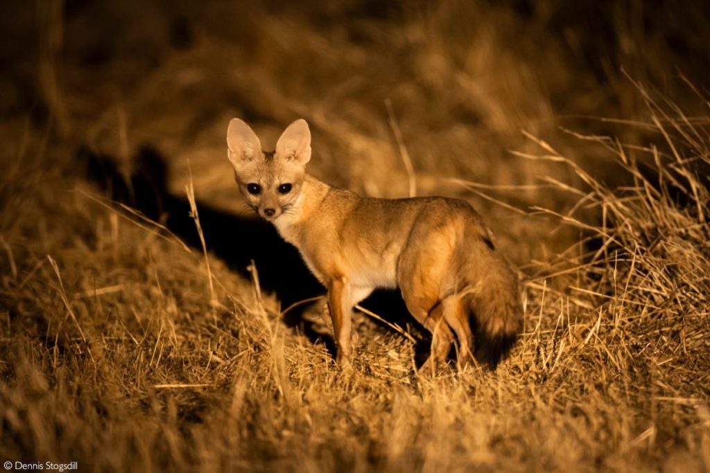African canids - 11 fascinating species - Africa Geographic