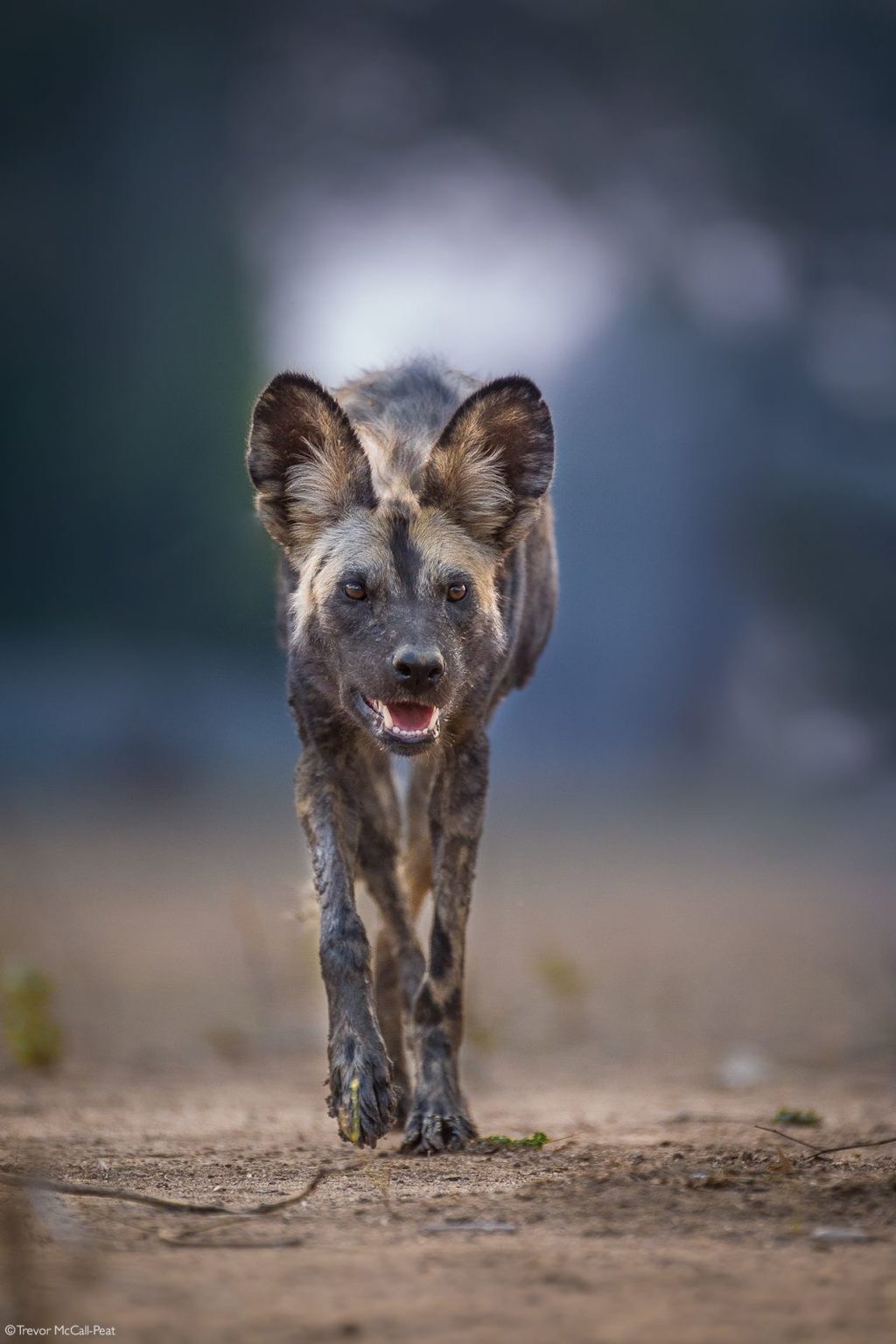 African canids - 11 fascinating species - Africa Geographic