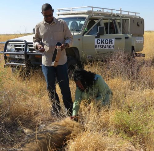 Translocating lions does not reduce conflict - research - Africa Geographic
