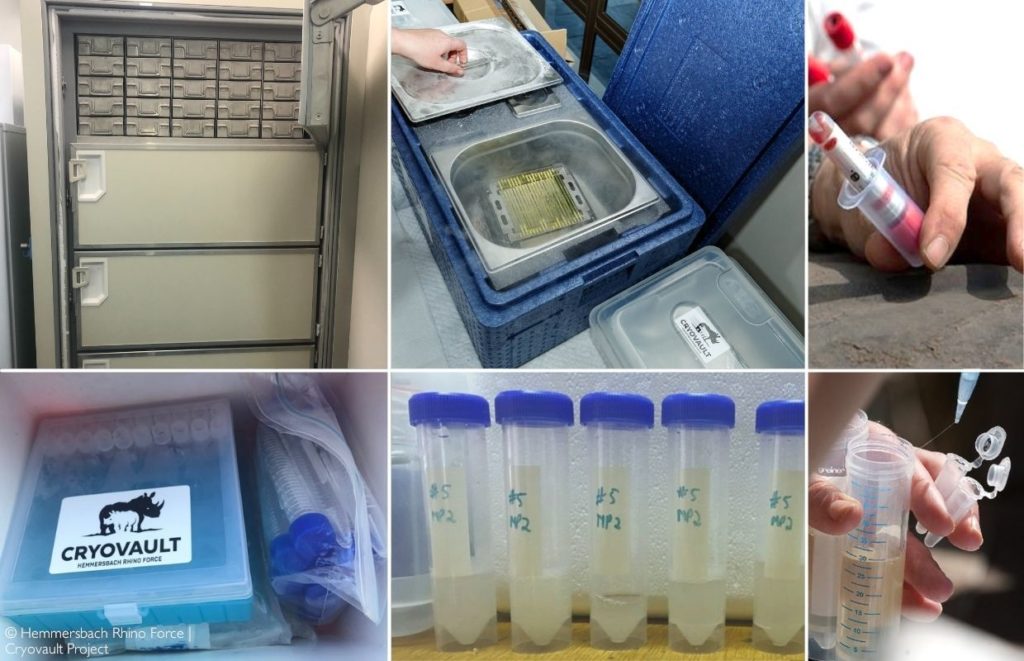 The rhino Cryovault - frozen in time - Africa Geographic