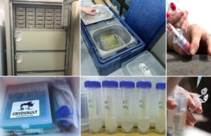 The rhino Cryovault - frozen in time - Africa Geographic