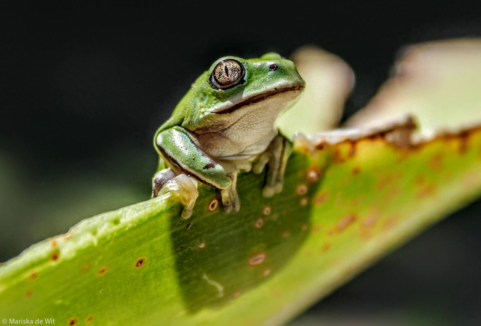 Mariska-de-Wit-Mozambique-Forest-Tree-frog-clings-onto-a-Bromeliad-leaf ...