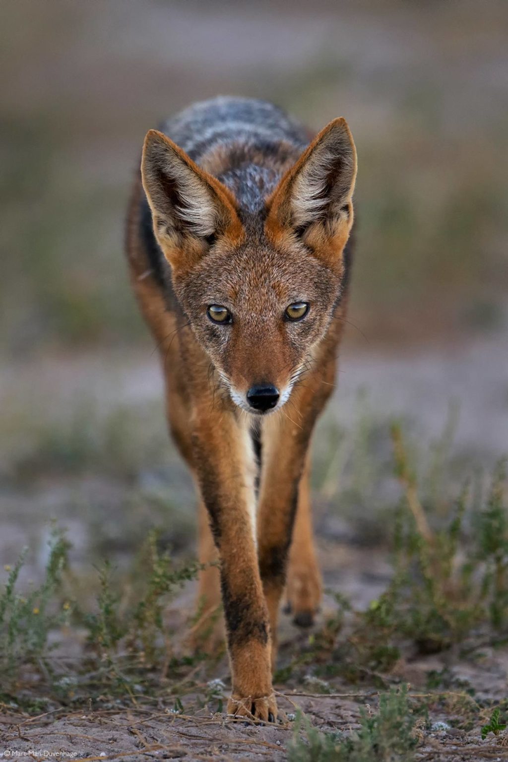 African canids - 11 fascinating species - Africa Geographic