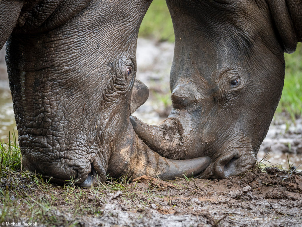 Photographer of the Year 2021 Weekly Selection: Week 9 - Africa Geographic