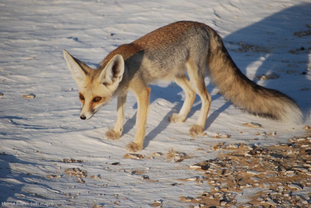 African canids - 11 fascinating species - Africa Geographic