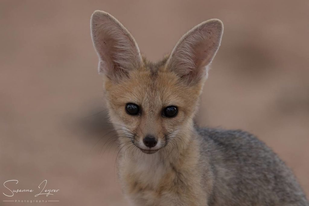 African canids - 11 fascinating species - Africa Geographic
