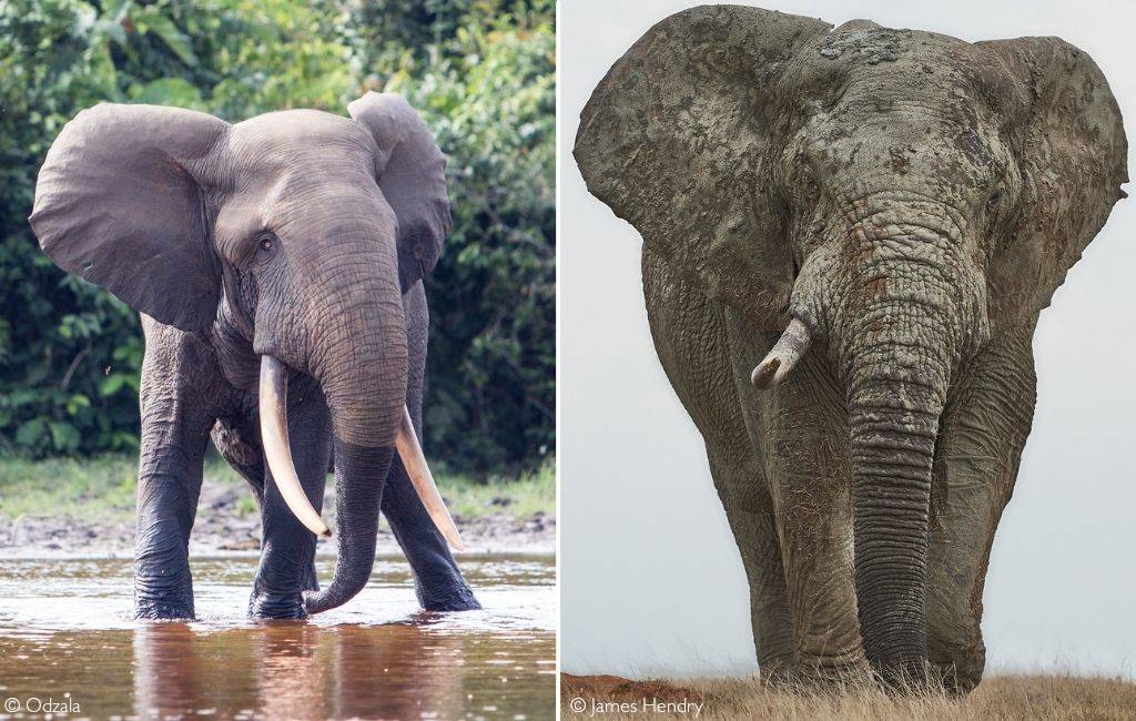 forest versus savanna - Africa Geographic