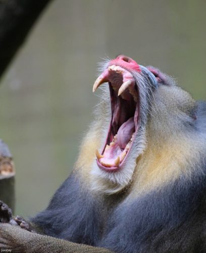 Mandrill - a colourful character - Africa Geographic