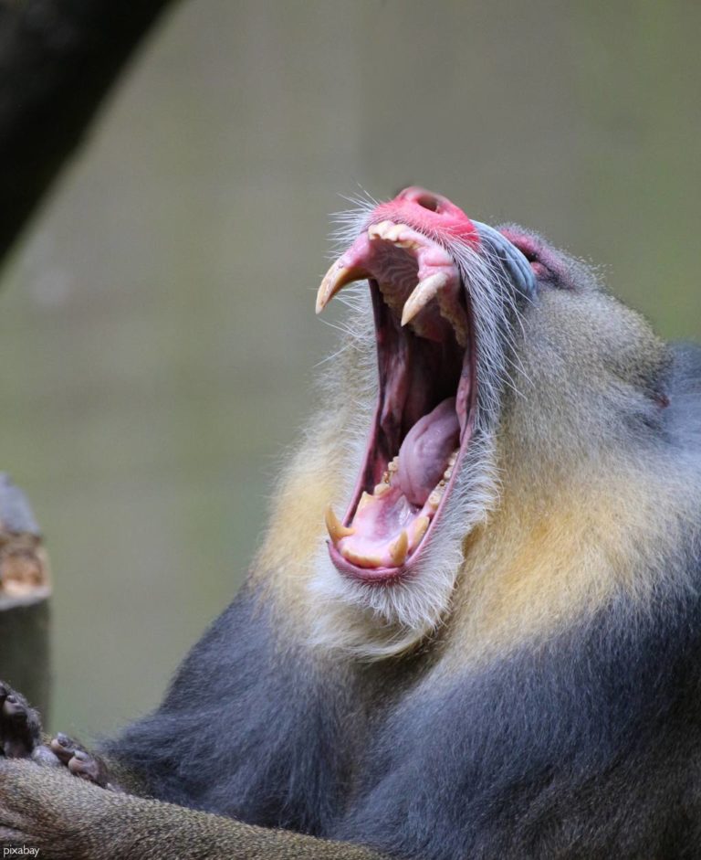 Mandrill - a colourful character - Africa Geographic