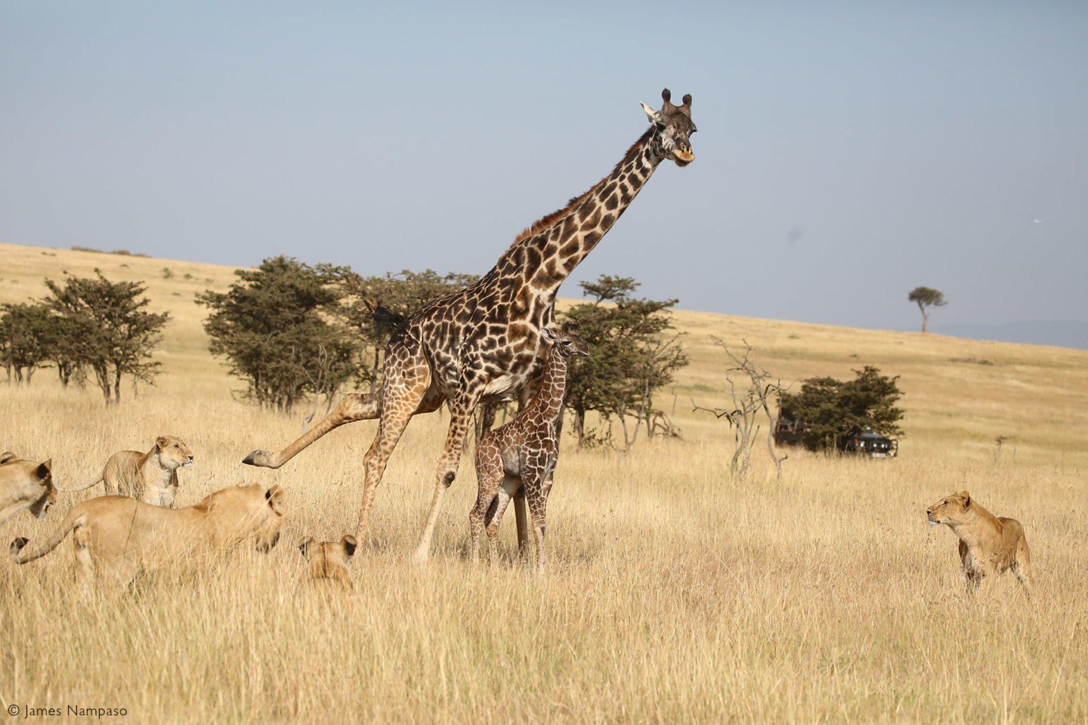 Giraffes vs lions - Africa Geographic