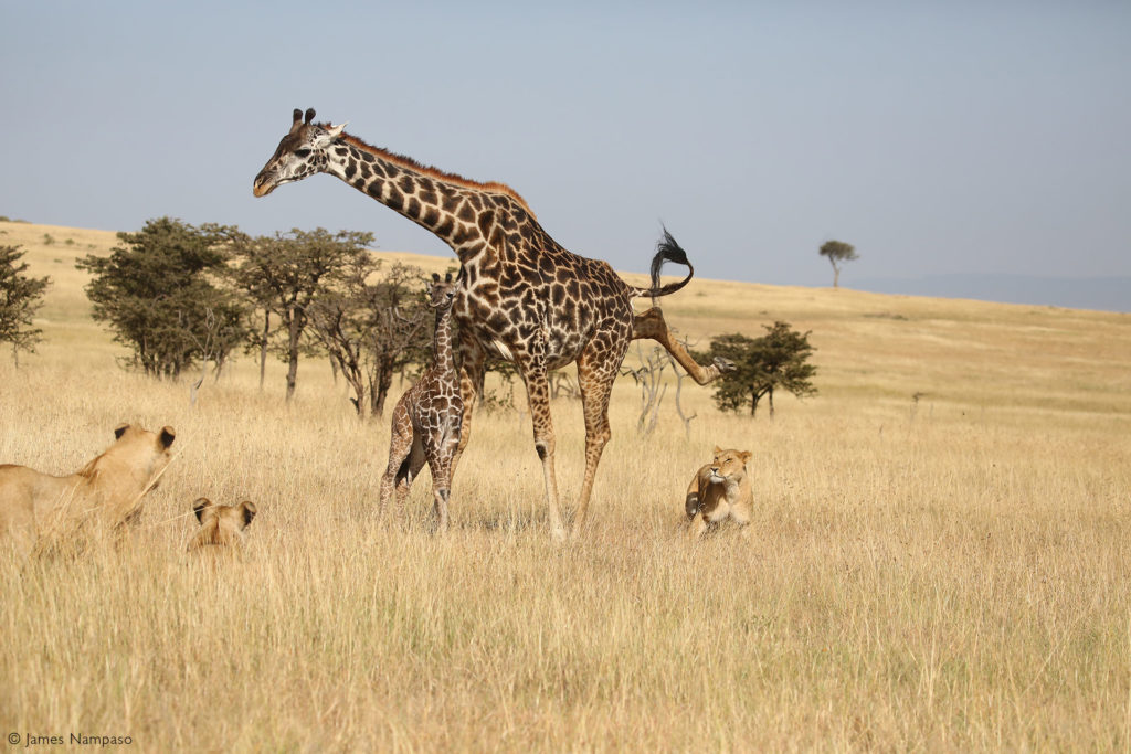 Giraffes vs lions - Africa Geographic