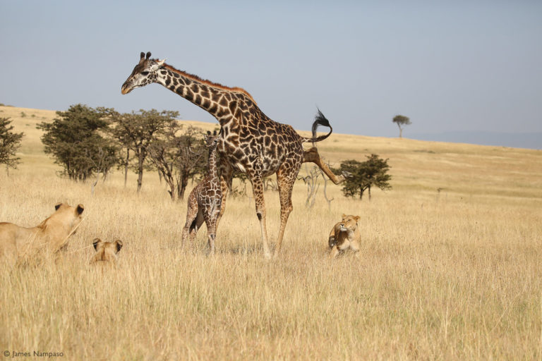 Giraffes vs lions - Africa Geographic