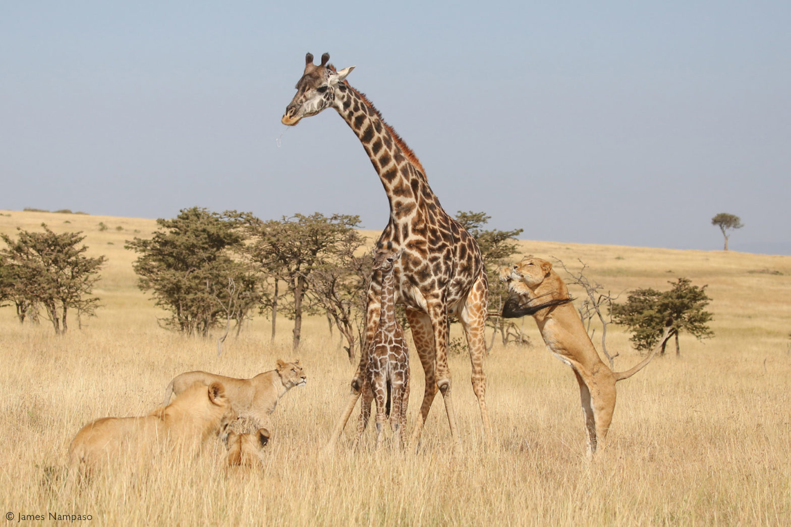 Giraffes vs lions - Africa Geographic