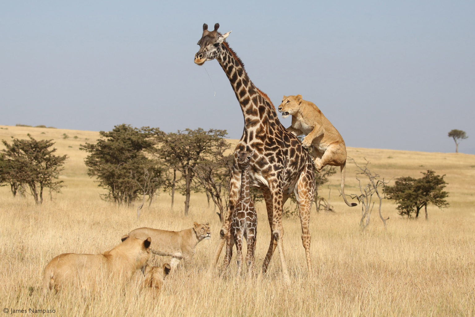 Giraffes vs lions - Africa Geographic