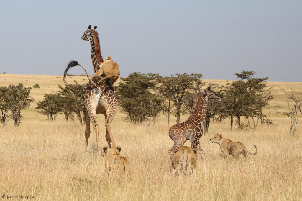 Giraffes vs lions - Africa Geographic