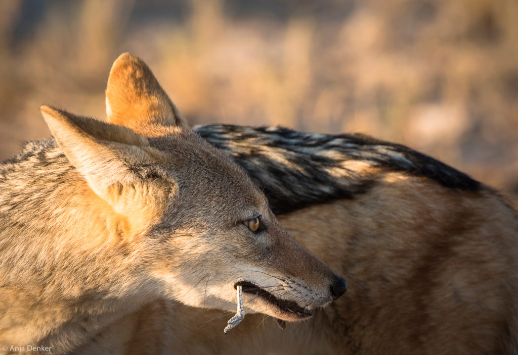 Photographer of the Year 2021 Weekly Selection: Week 16 - Africa Geographic