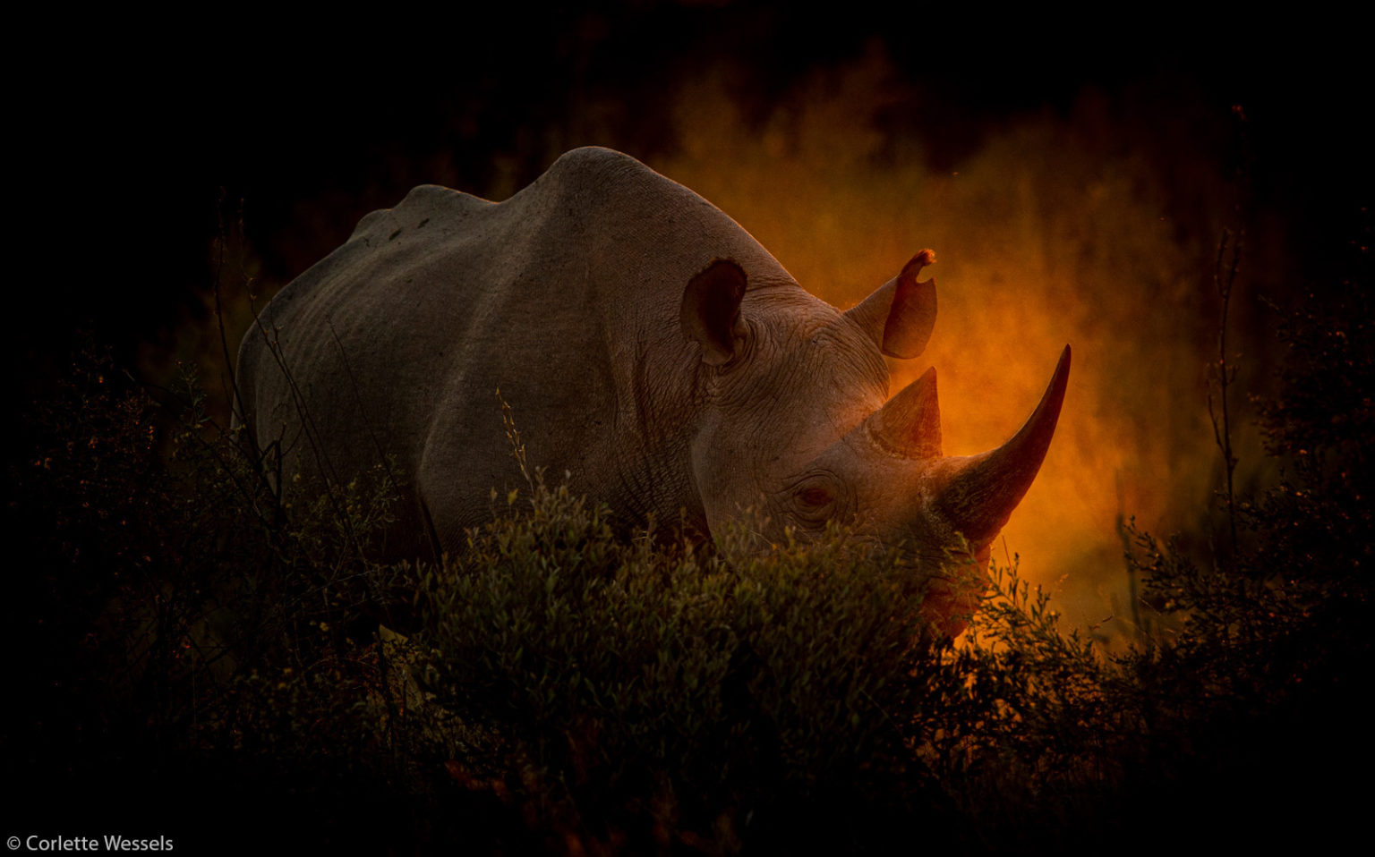 Photographer of the Year - 2021 Entries - Africa Geographic