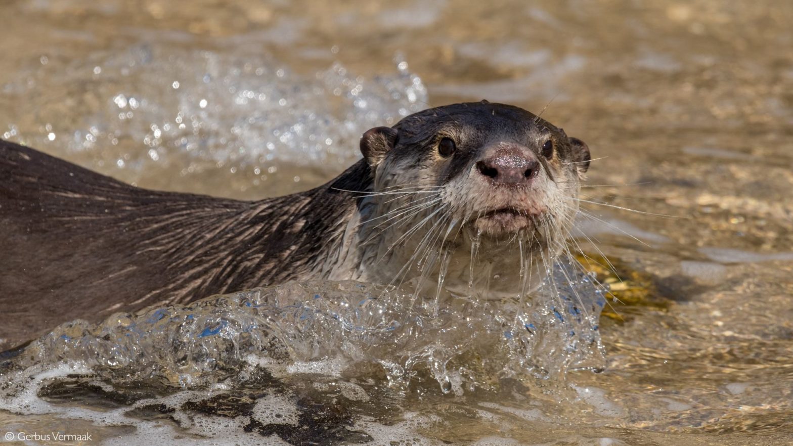 Otters of Africa - four adorable mustelids - Africa Geographic