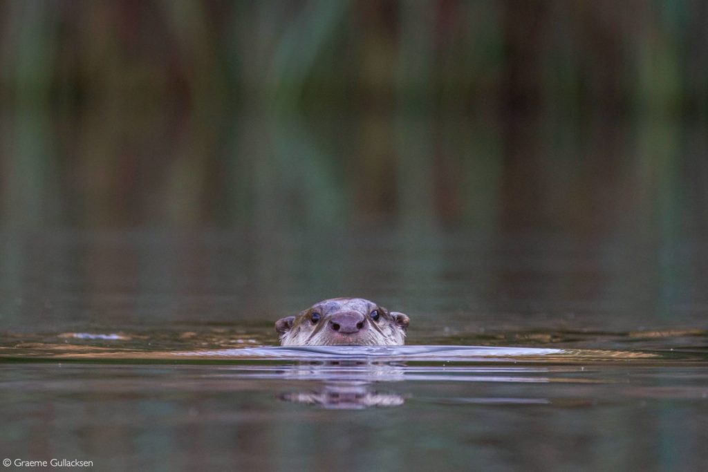 Otters of Africa - four adorable mustelids - Africa Geographic