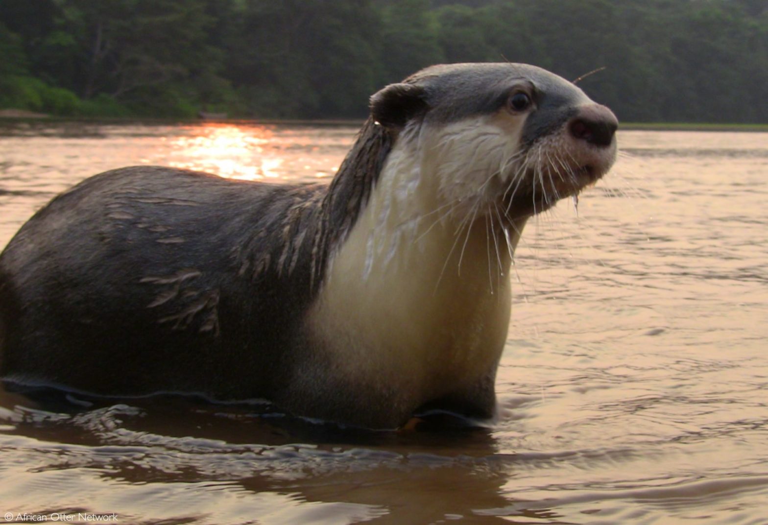 Otters of Africa - four adorable mustelids - Africa Geographic