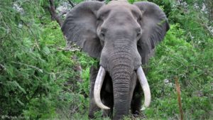 Elephant range is just a fraction of its potential - Africa Geographic