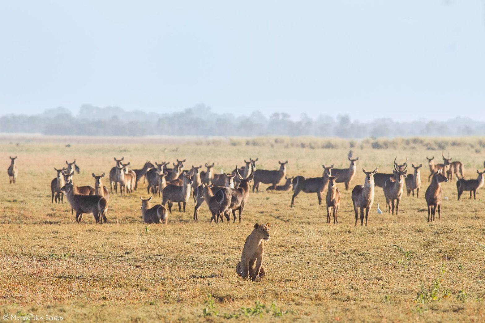 The restoration of Gorongosa National Park - Africa Geographic
