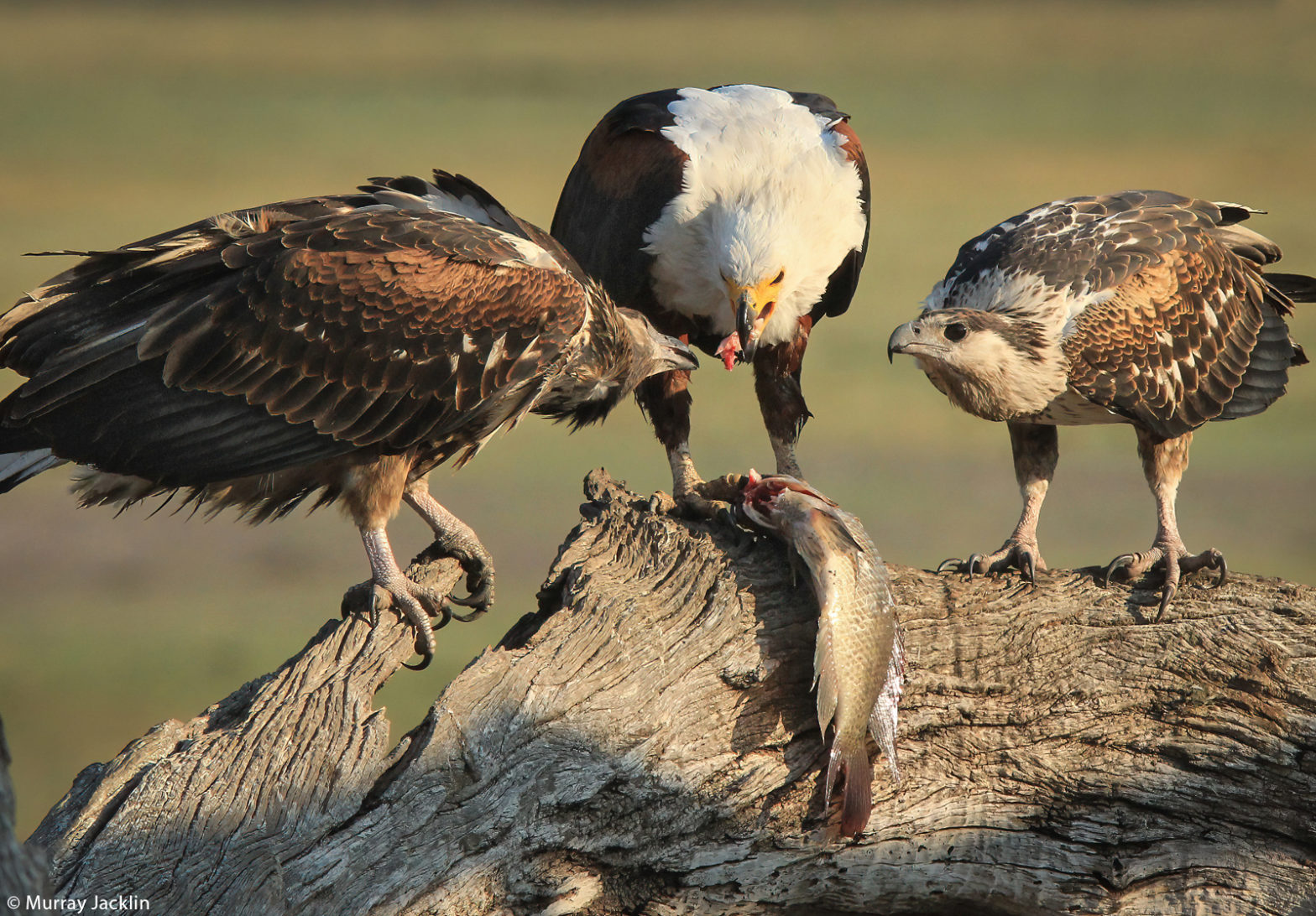 Photographer of the Year 2021 Weekly Selection: Week 13 - Africa Geographic