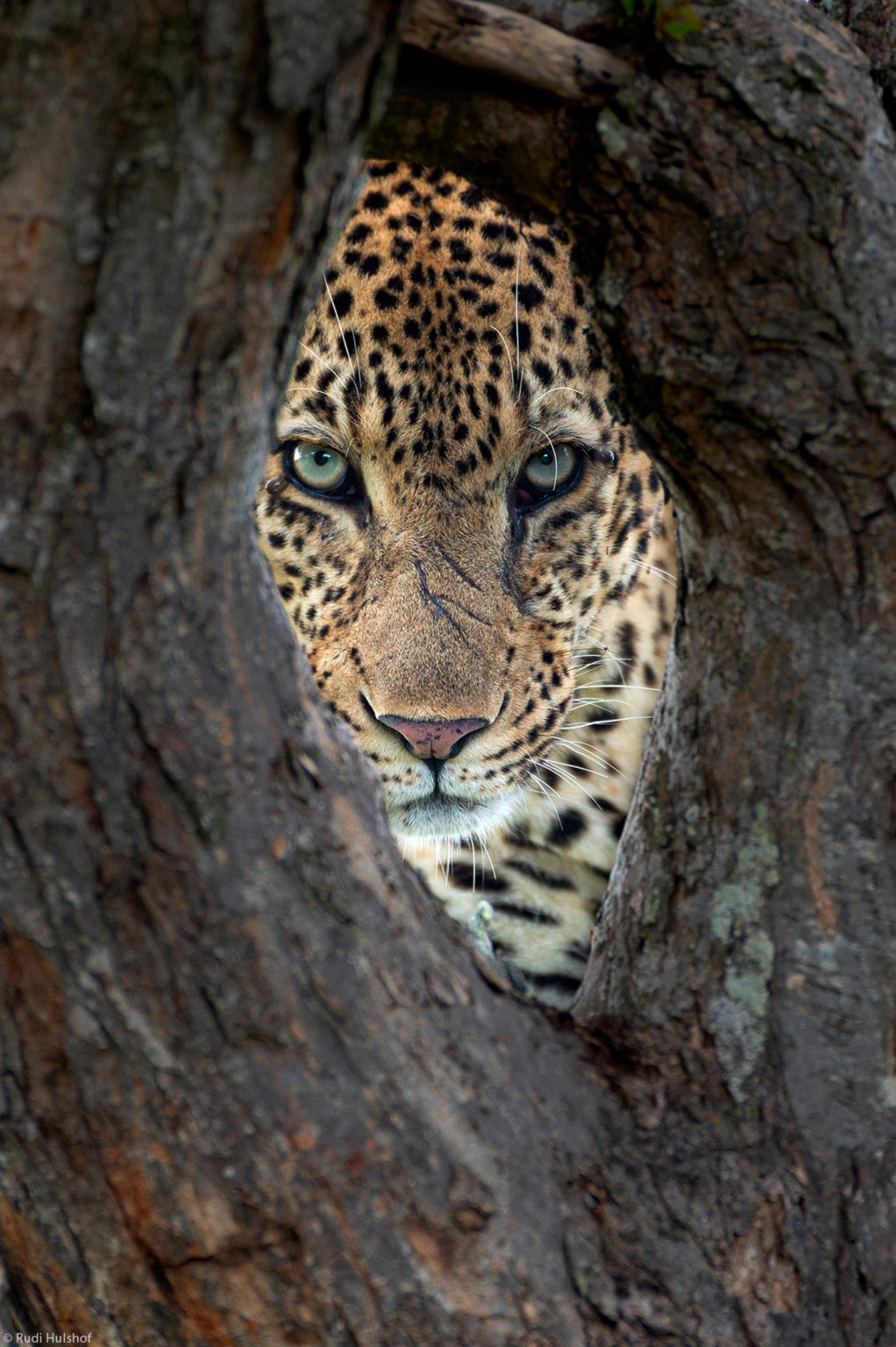 Photographer of the Year 2021 Weekly Selection: Week 13 - Africa Geographic